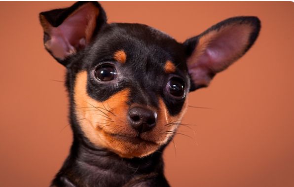 Pinscher: Saiba Tudo Sobre Essa Raça de Cachorro
